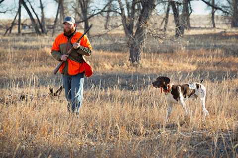Training Levels - Gun Dog Training and Kennels for Gun Dogs