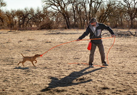 Training Levels - Gun Dog Training and Kennels for Gun Dogs